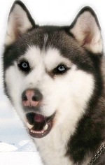 Cast - Snow Dogs (2002)