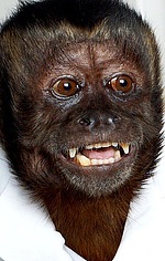 Cast - Night at the Museum: Secret of the Tomb (2014)