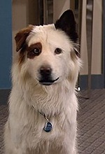 Cast - Dog with a Blog (2012 – 2015)