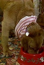 Cast - Punky Brewster (1984 – 1988)