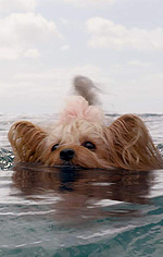 Cast - The Meg (2018)